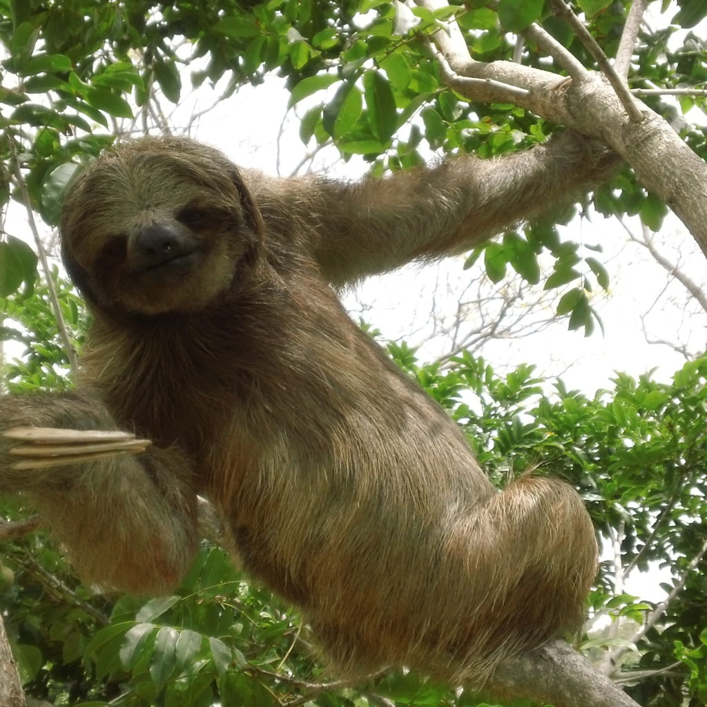 Our Animals – Manawakie Eco Nature Park