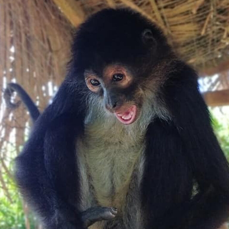 Manawakie Eco Nature Park – Culture, Sloth's, Monkey's & Hummingbirs ...