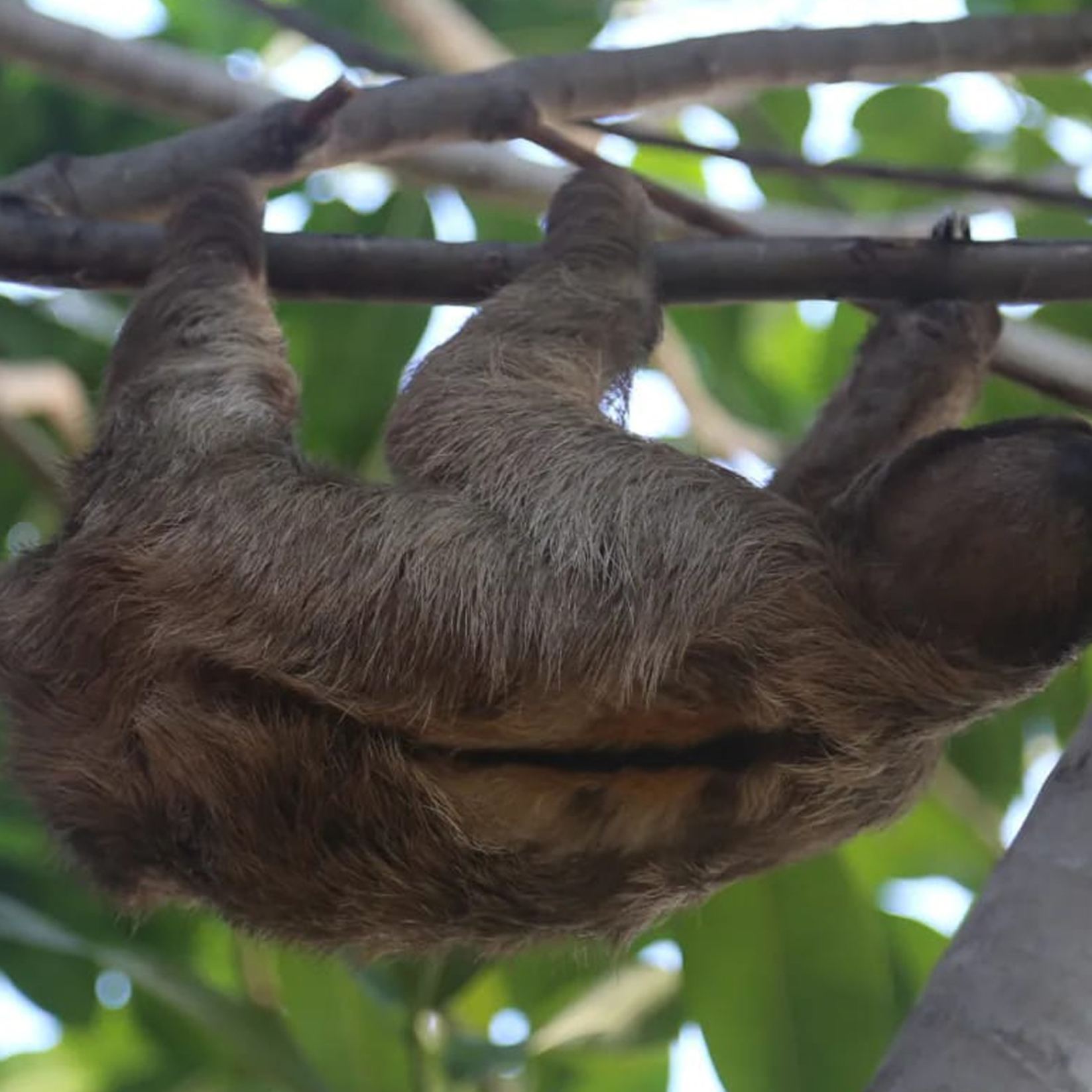 Manawakie Eco Nature Park – Culture, Sloth's, Monkey's & Hummingbirs ...