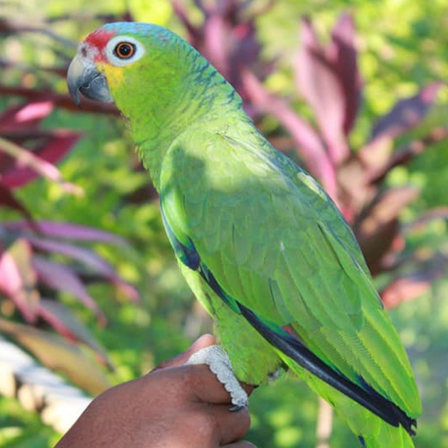 Manawakie Eco Nature Park – Culture, Sloth's, Monkey's & Hummingbirs ...