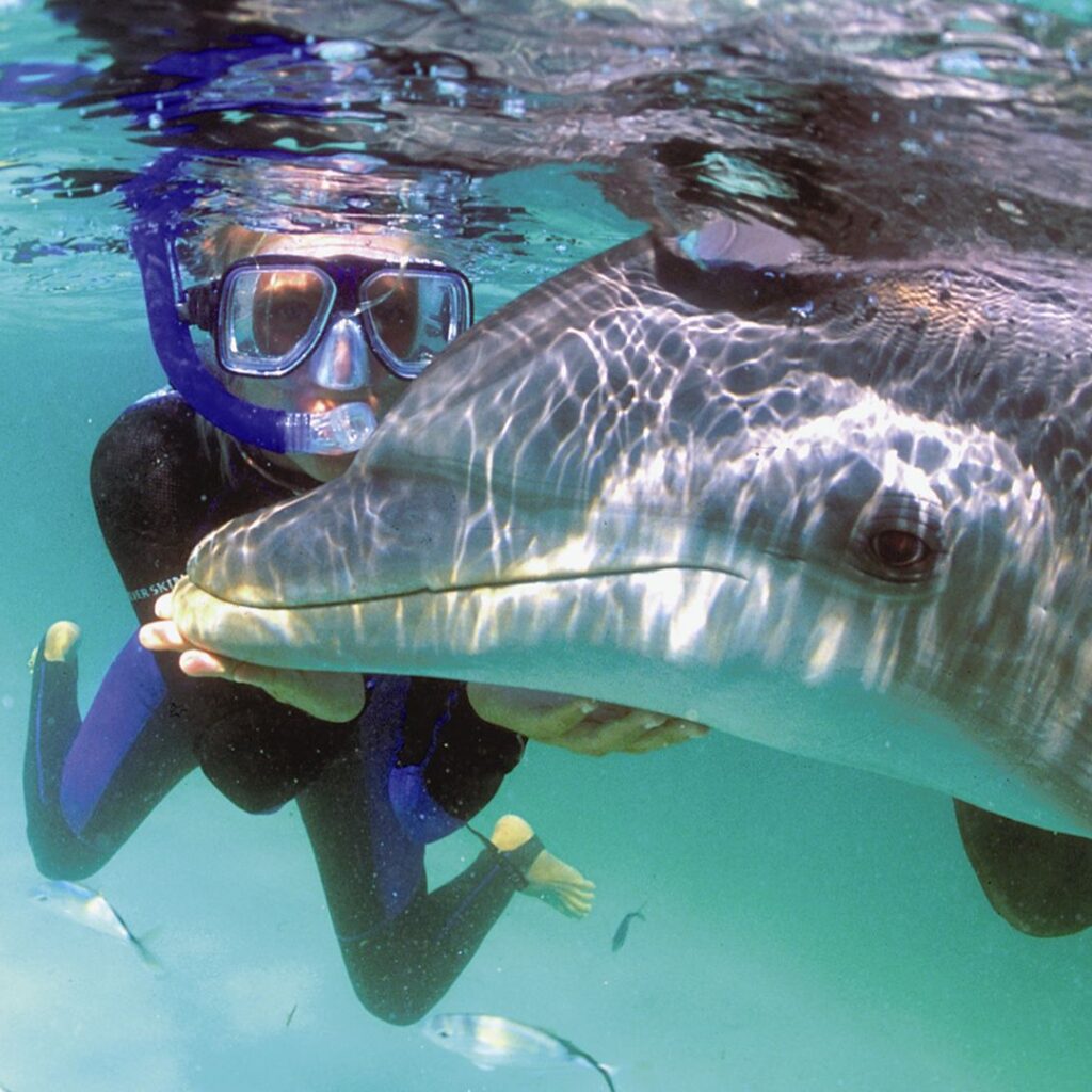 MANAWAKIE PARK + CITY SIGHTSEEING ISLAND TOUR + DOLPHIN ACTIVITIES ...